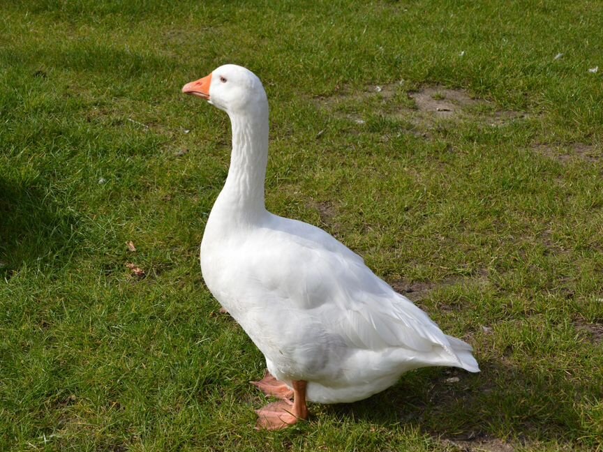 Продам гуся 2 года