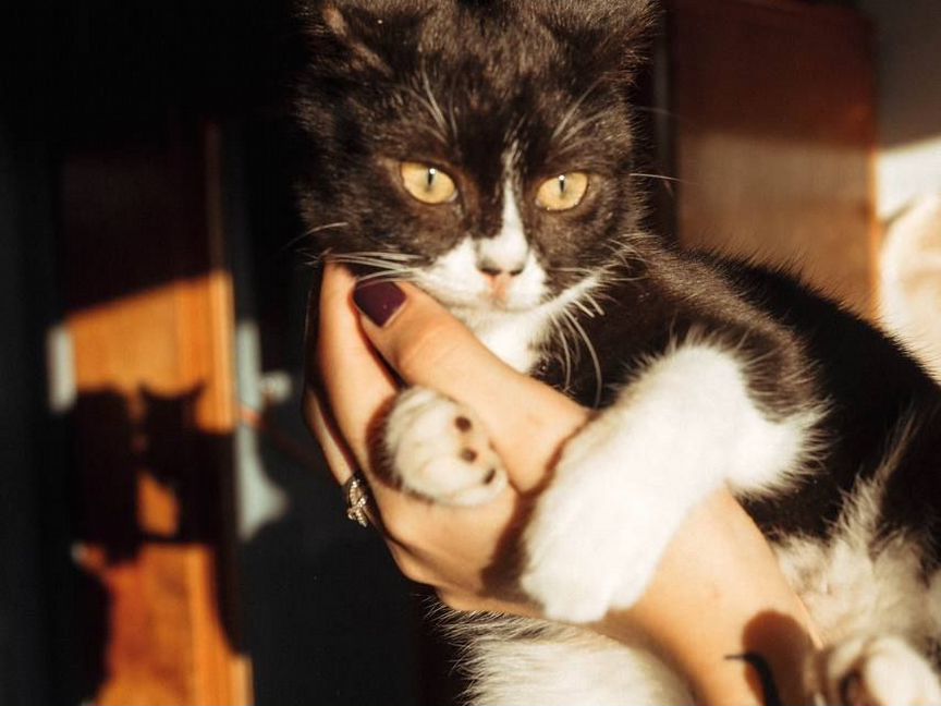 Котята в добрые руки бесплатно