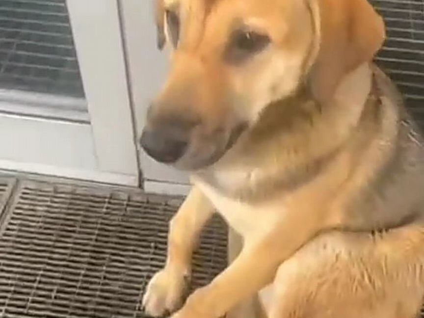 Помогите пристроить брошеную собачку