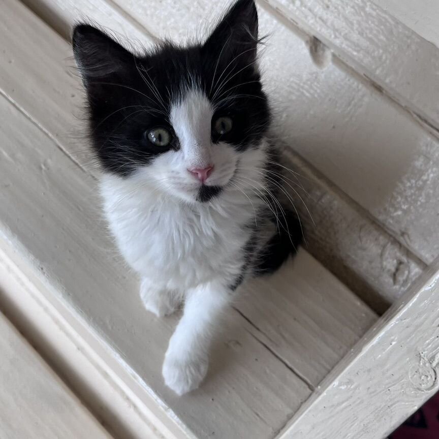 Котенок в добрые руки