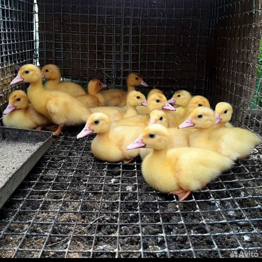 Утята индоутки суточные