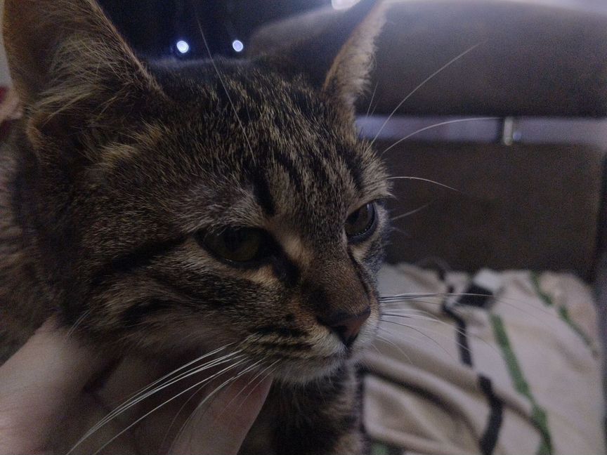 Отдадим кошку в добрые руки ласковая