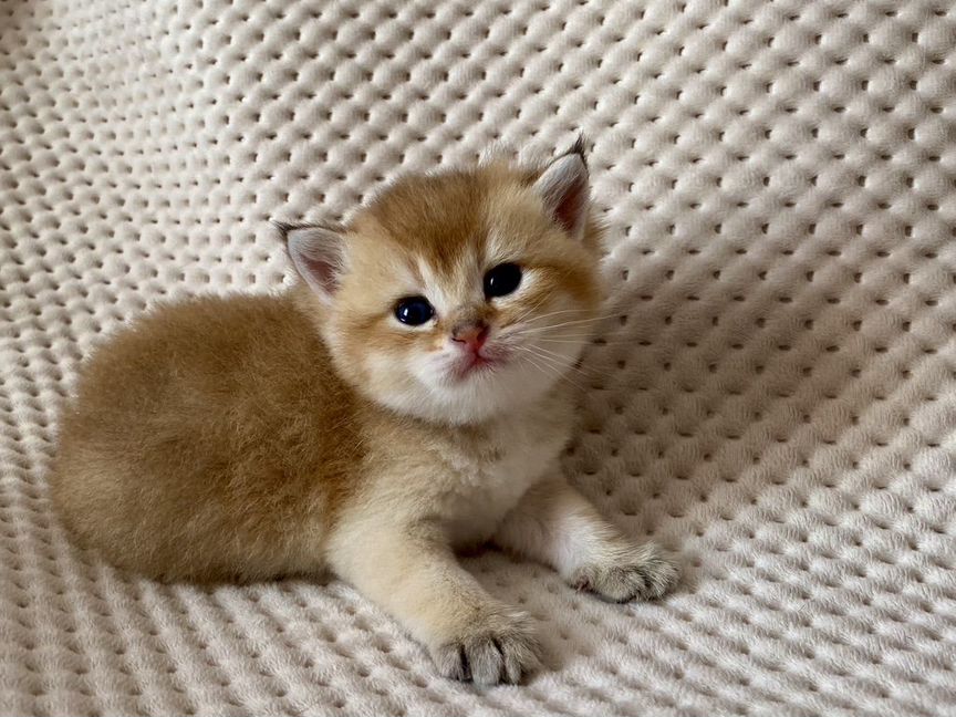 Кошка золотая шиншилла