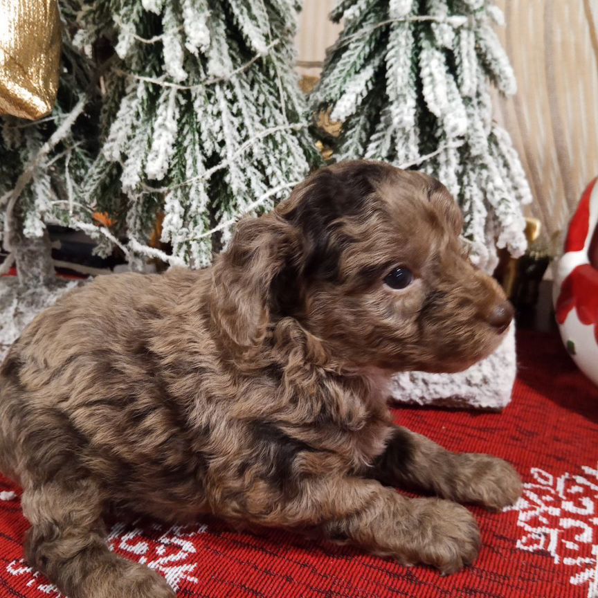 Щенки пуделя