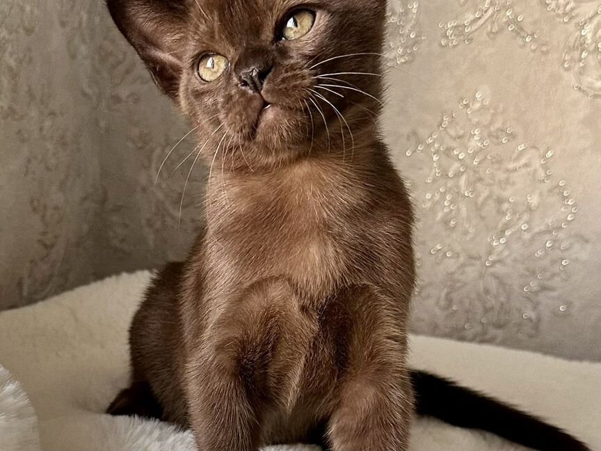 Бурманские котята питомник
