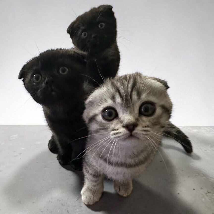 Шотландский вислоухий короткошёрстный котёнок
