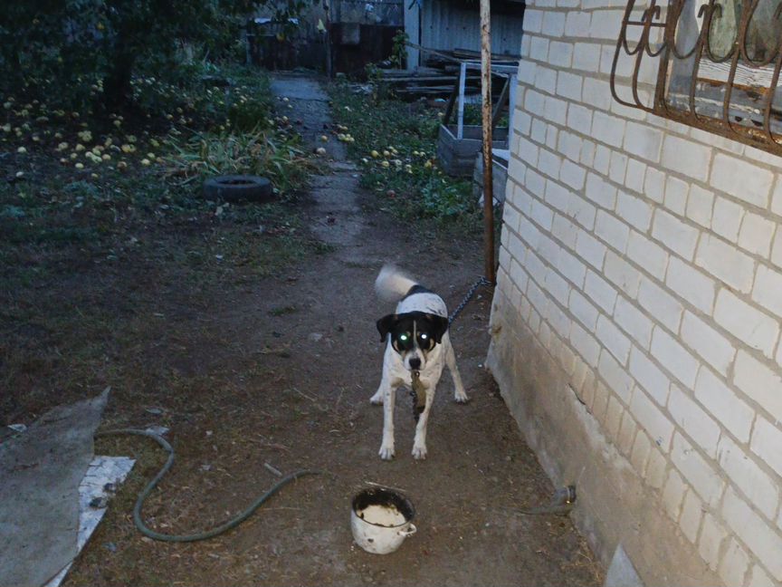Обычная дворовая собака