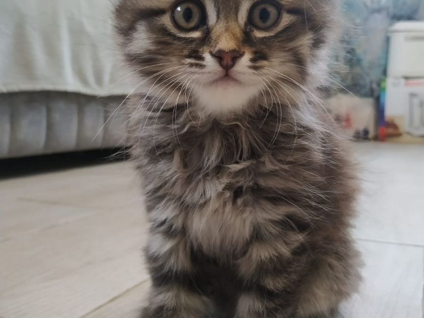 Котята