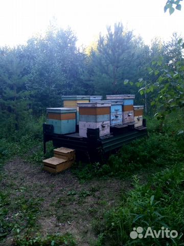 Пчелы на рамках Ульи