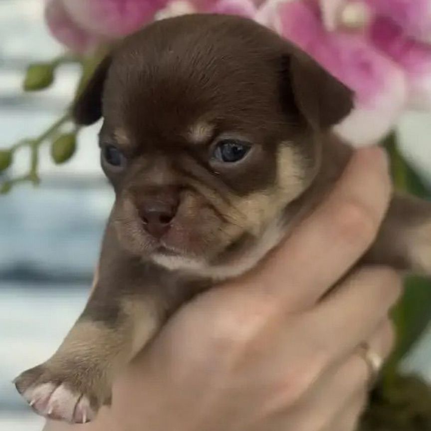 Чихуахуа, щенок