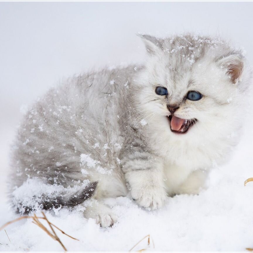 Шикарные британские котята