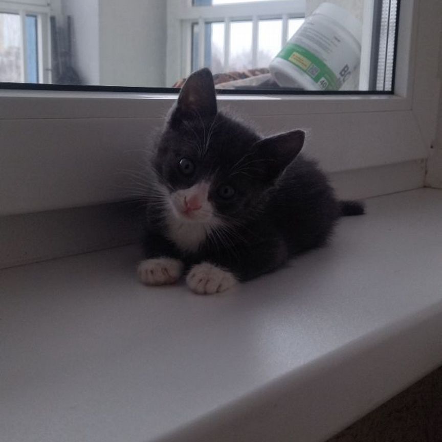 Котик