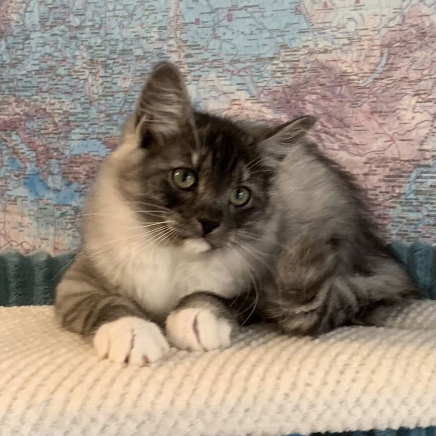 Сибирские котята