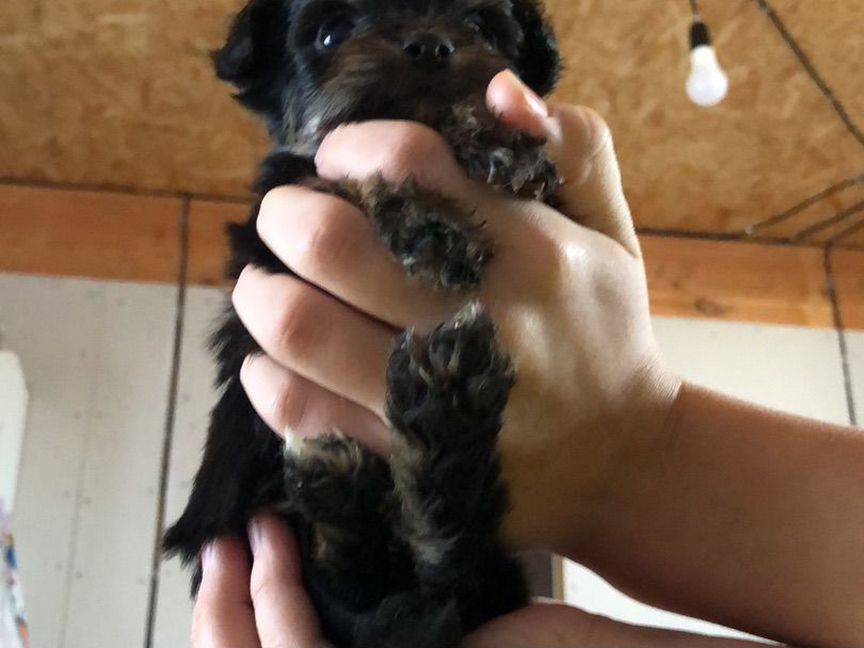 Йоркширский терьер щенки