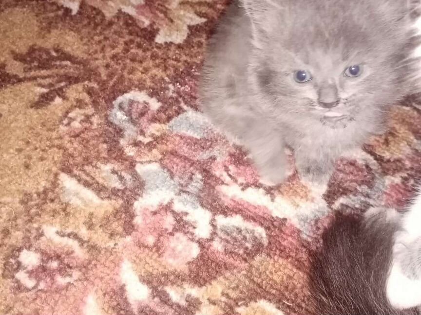 Британская кошка в дар