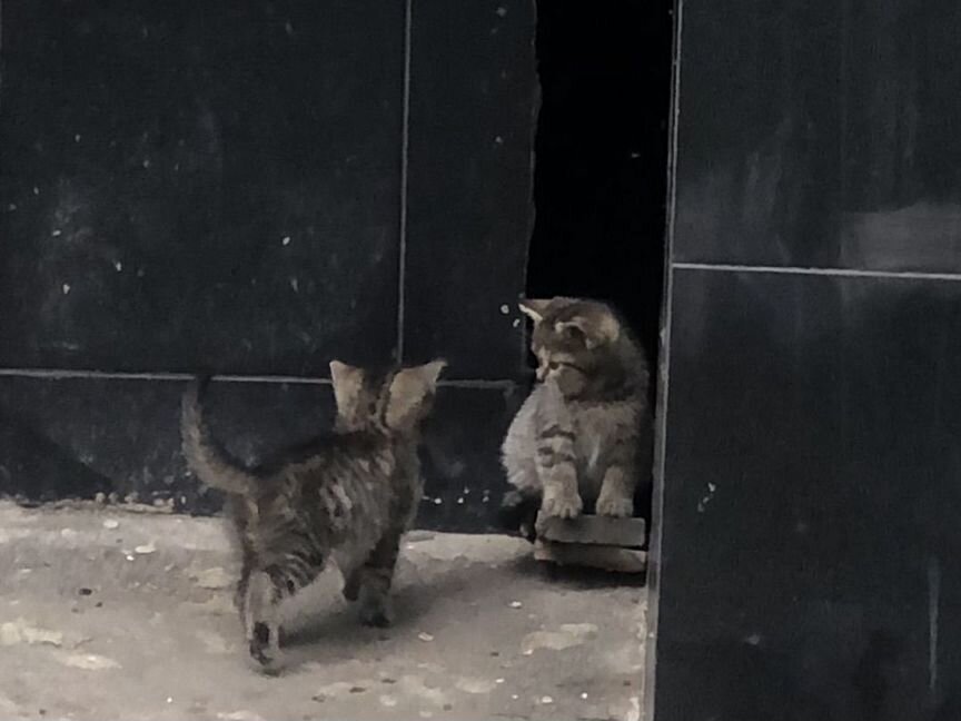 Маленьким котятам нужен дом