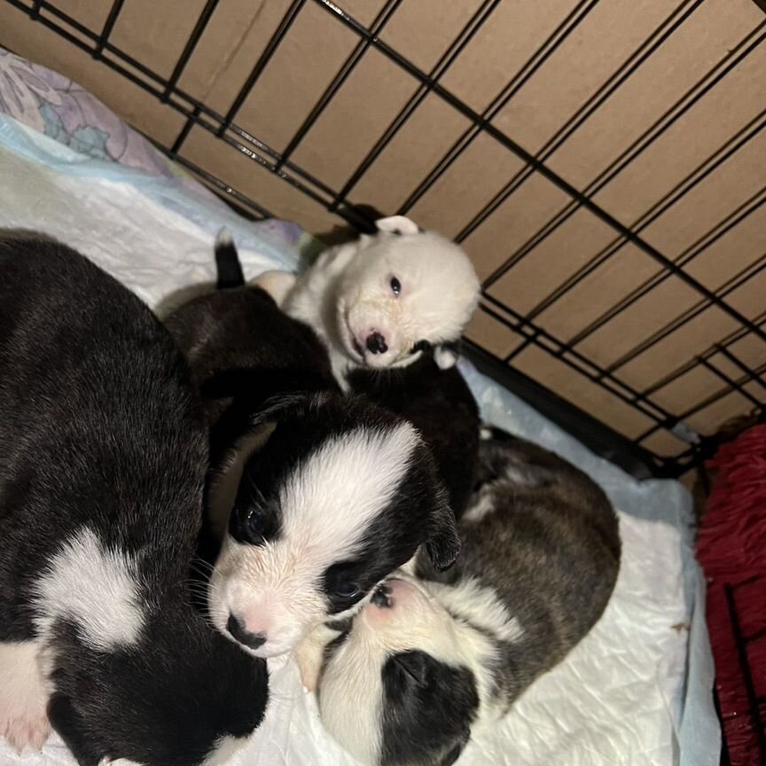 Вельш-корги кардиган