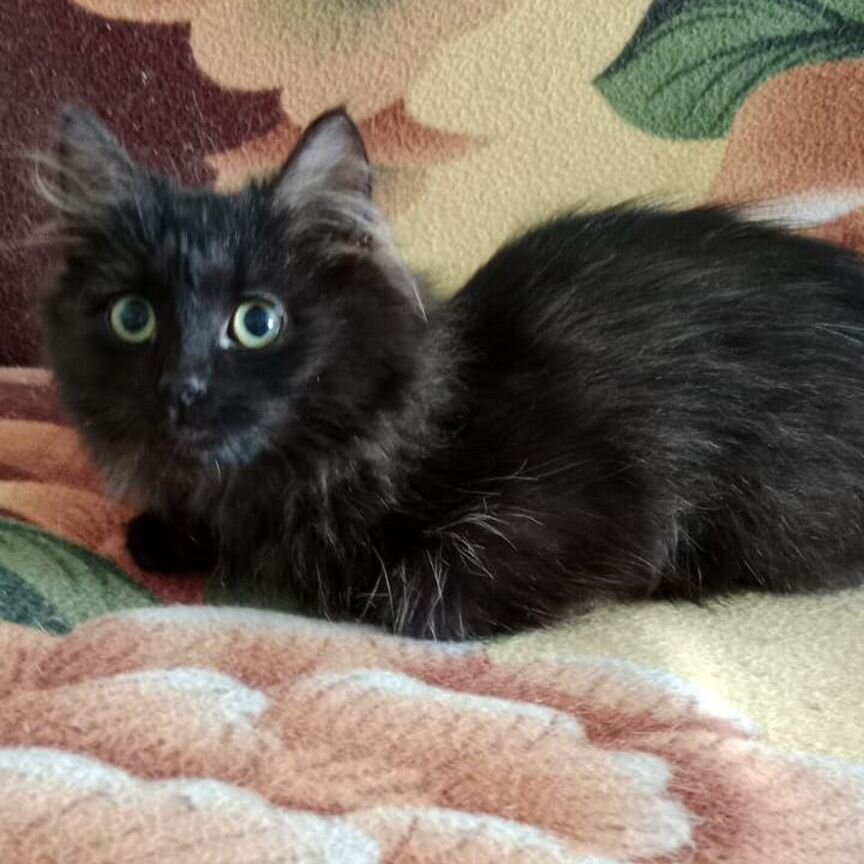Котёнок Тимошка в добрые руки