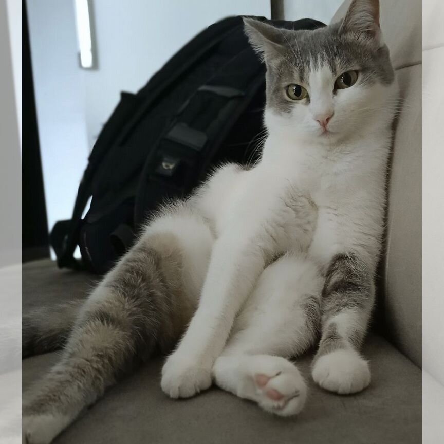 Кошечка в добрые руки