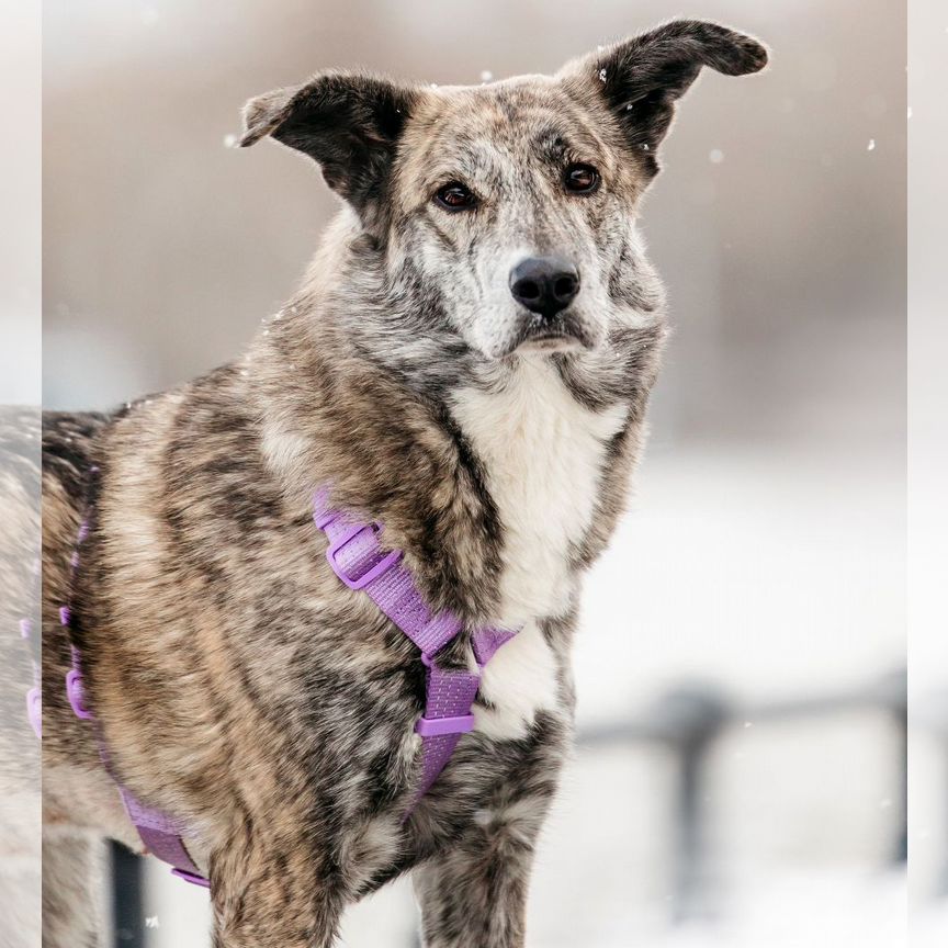 Взрослая собака в добрые руки