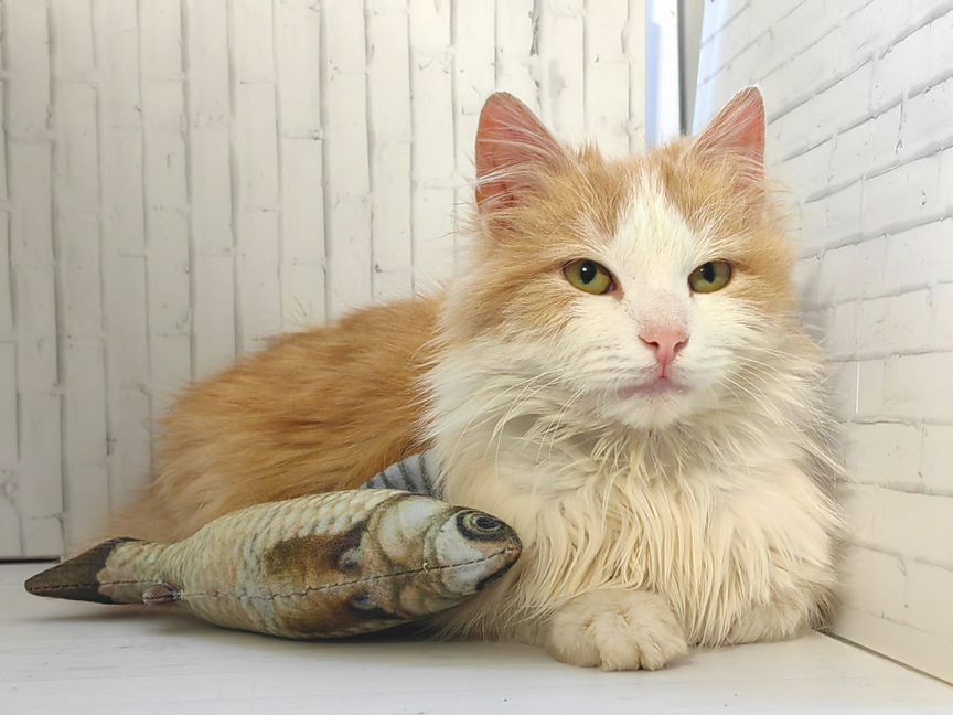 Бело-рыжий котик Хвостик