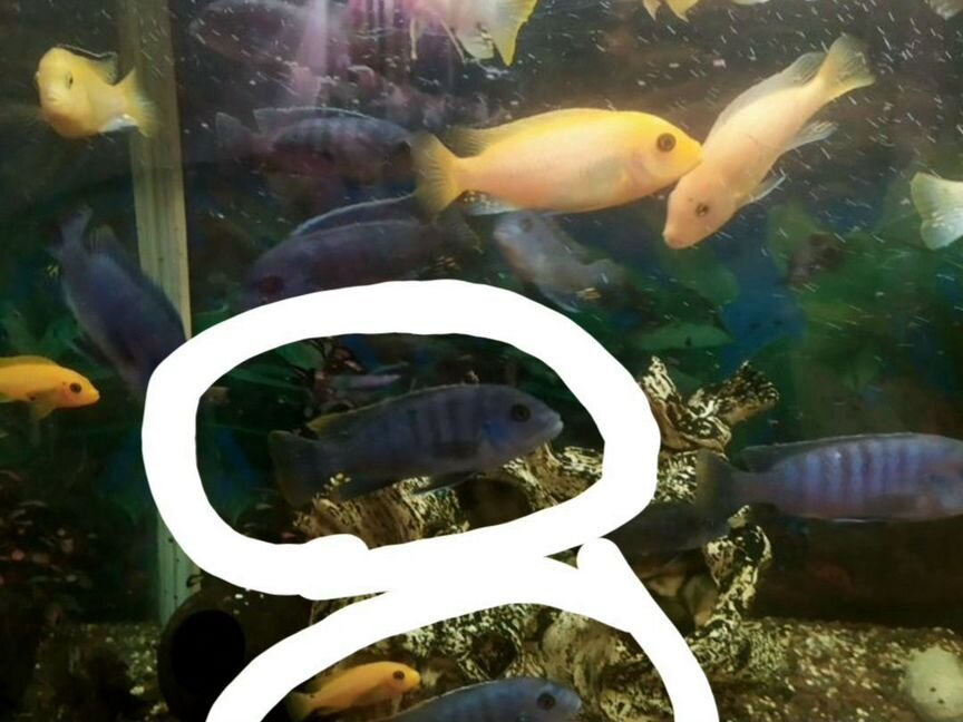 Рыбы Цихлиды отдам пару самка и самец