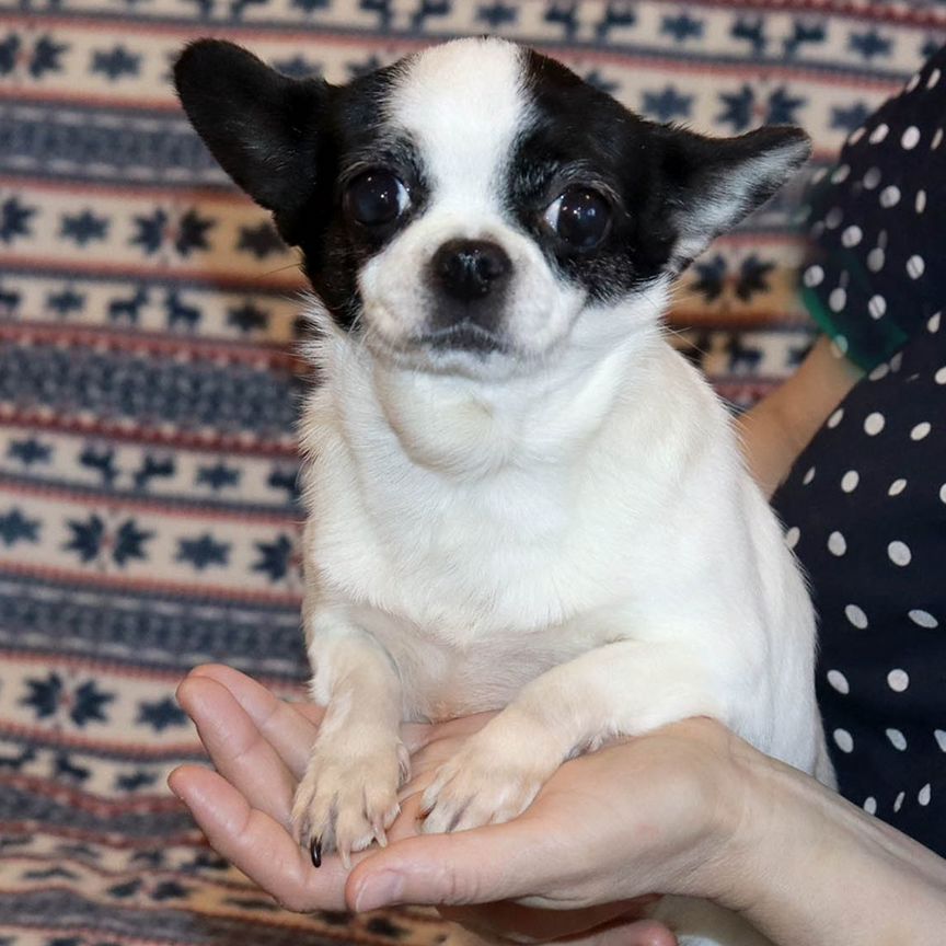 Чихуахуа, взрослая собака