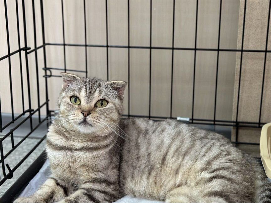 Котишки из приюта ждут человека