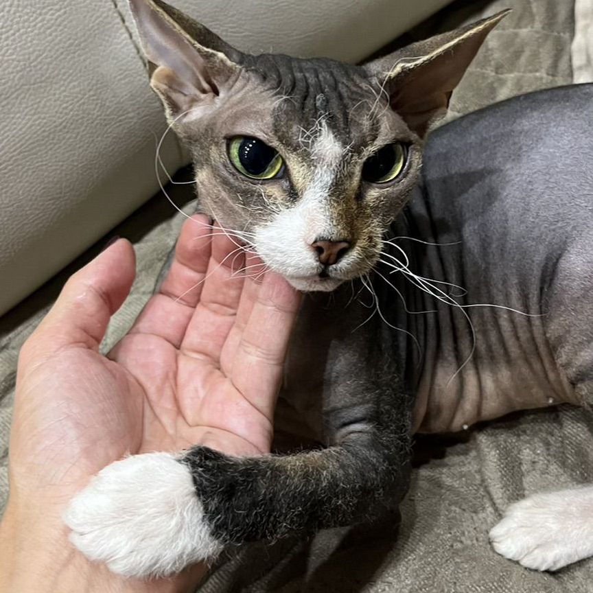 Кошечка сфинкс 2 года