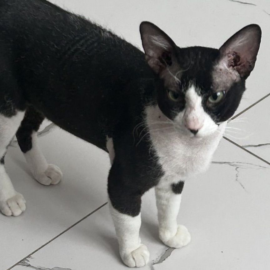 Донской сфинкс, взрослый кот