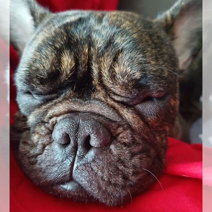 Французский бульдог отдам в добрые руки