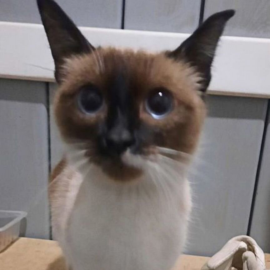 Миниатюрная красотка Эльза ищет дом