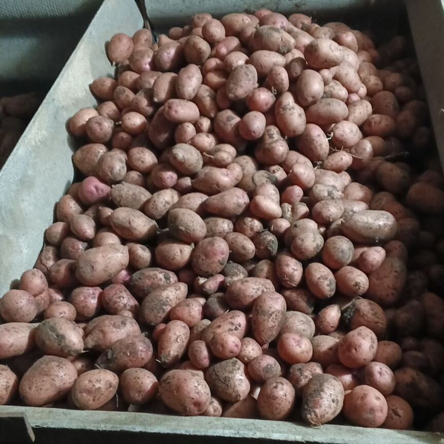Картофель мелкий на корм скоту
