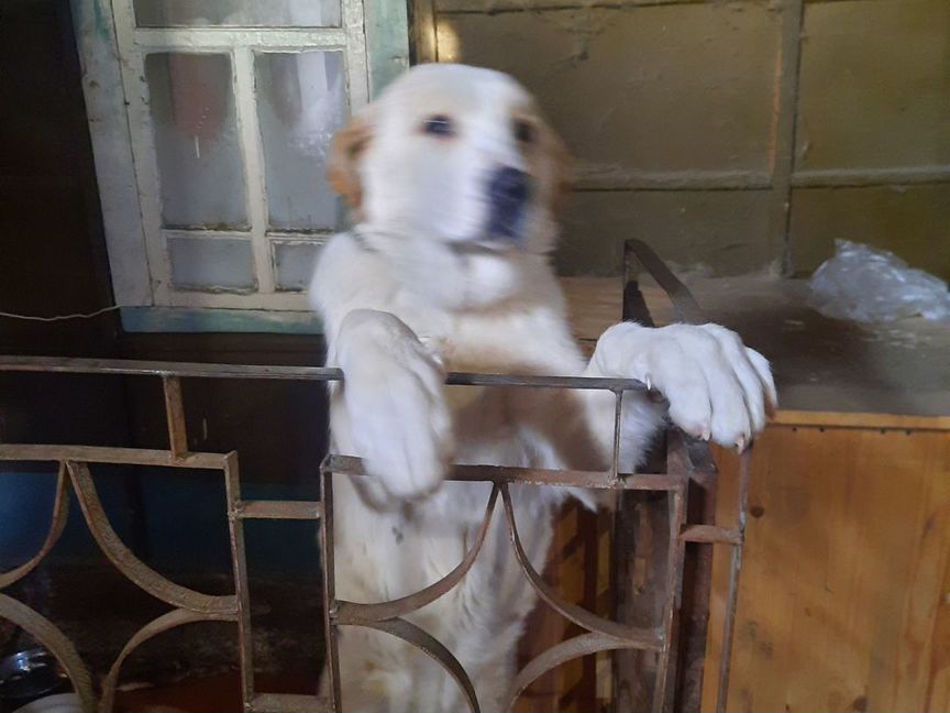 Отдам в добрые руки