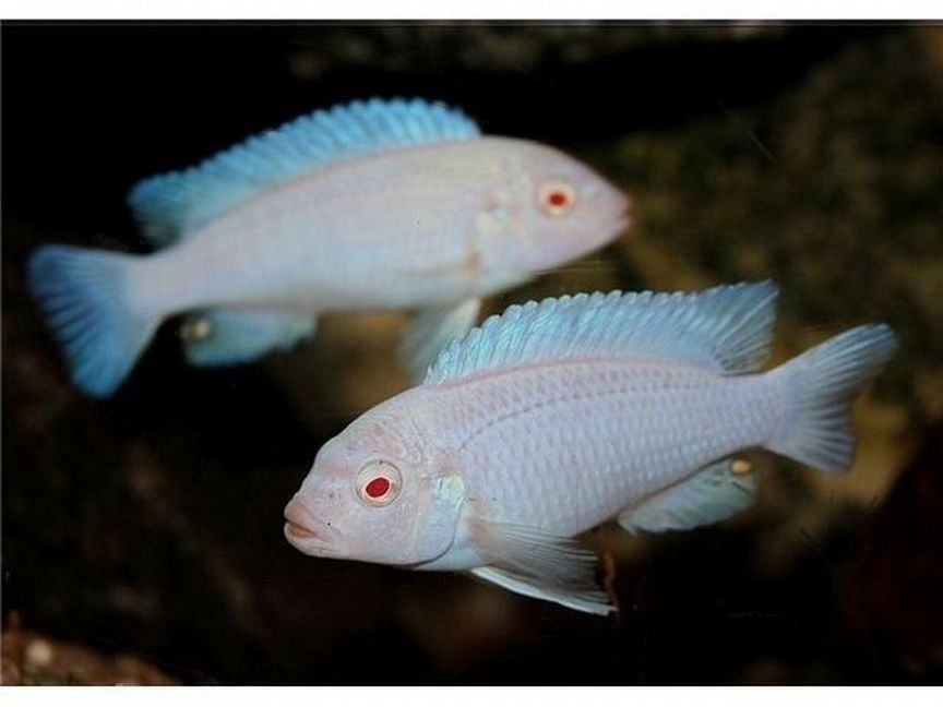 Псевдотрофеус соколова альбинос