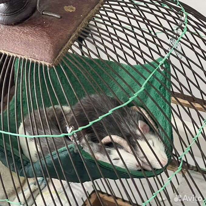 Крысы дамбо бесплатно