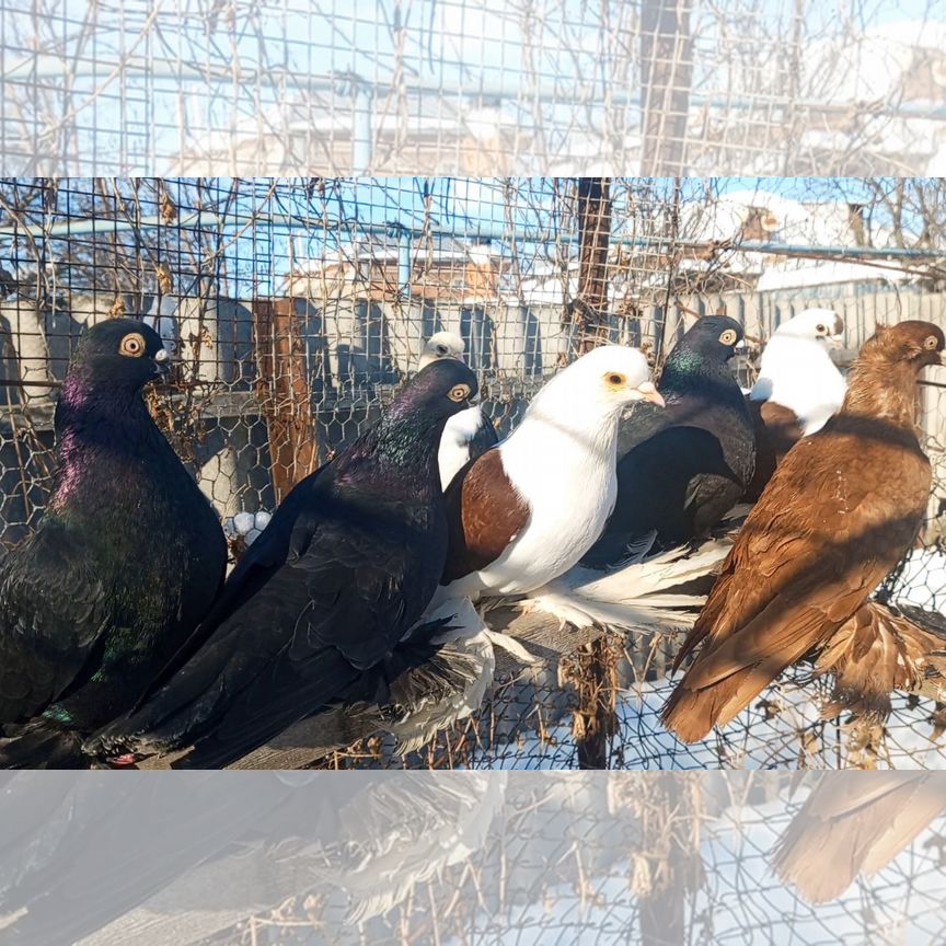 Голуби разных пород