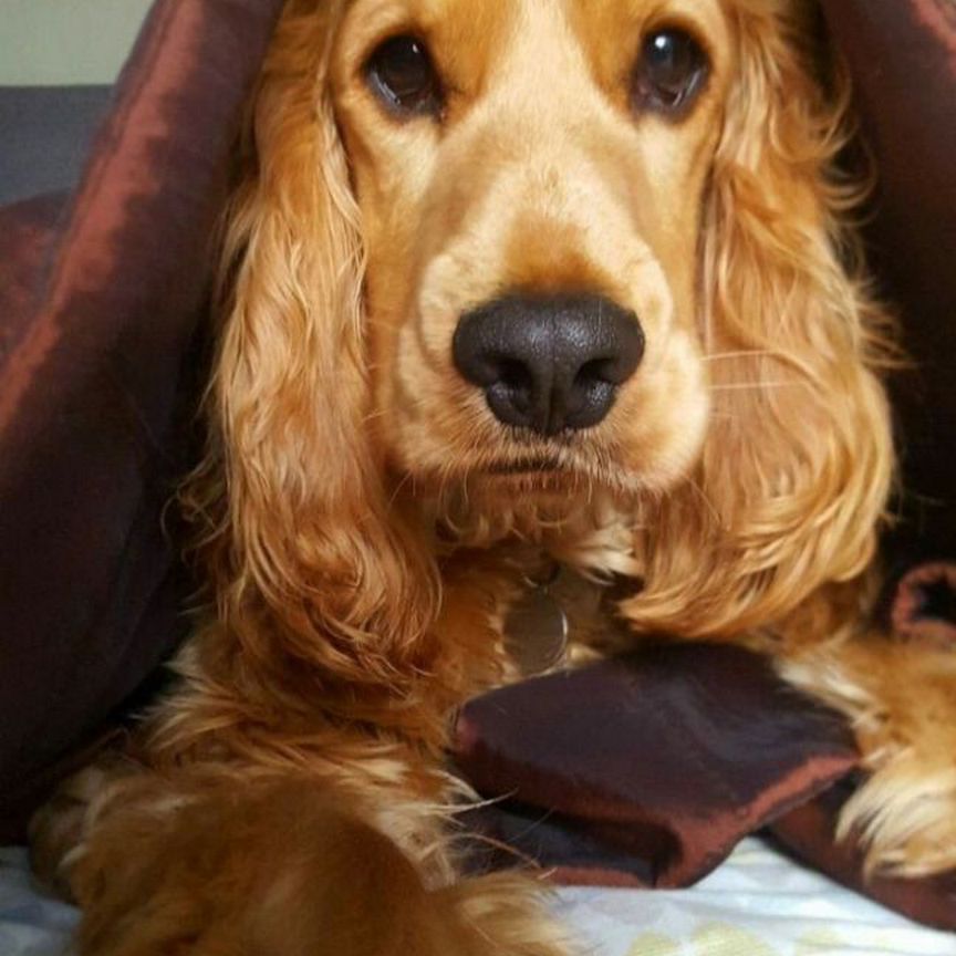 Кокер спаниель