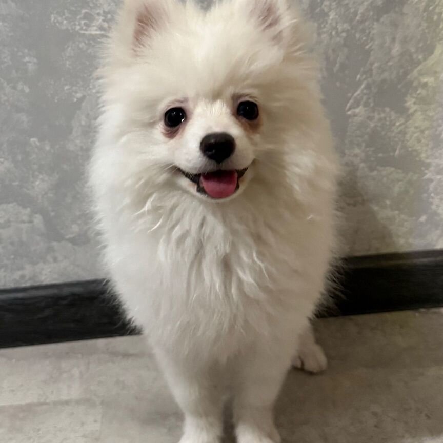 Немецкий шпиц мальчик