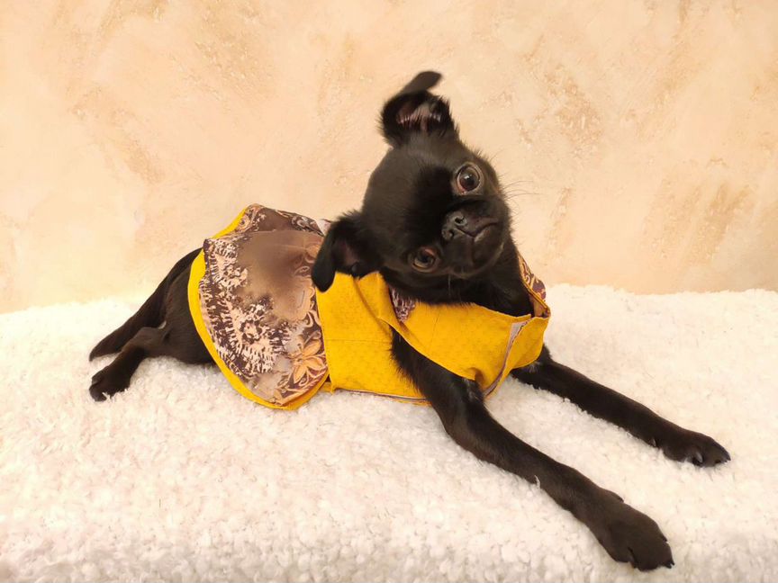 Одежда для собак мелких пород