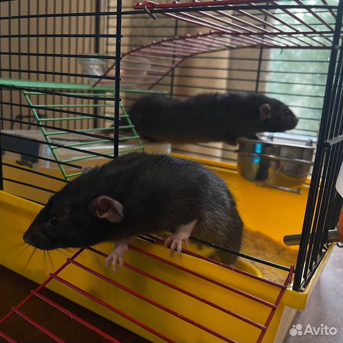 Крыса дамбо мальчики Бесплатно