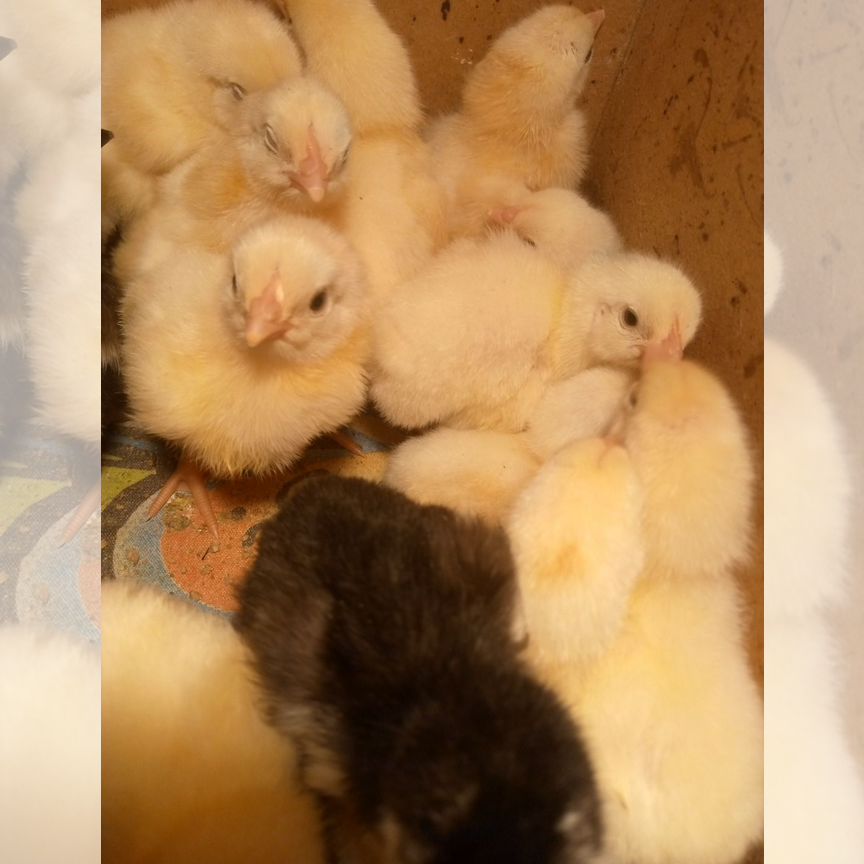 Цыплята бройлеры