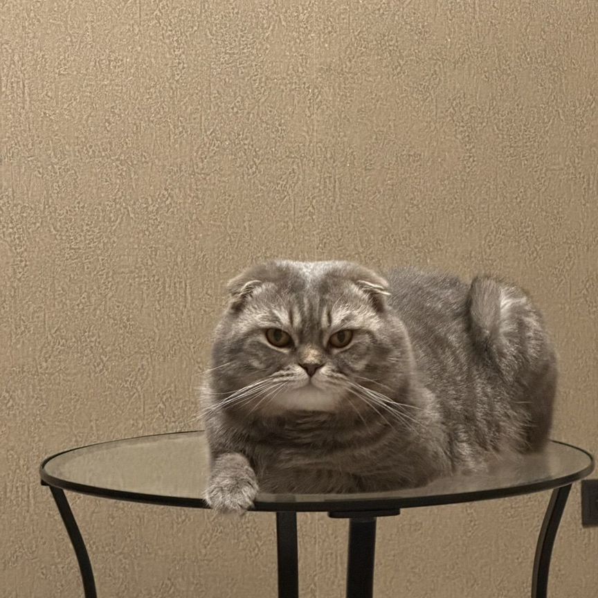 Шотландский вислоухий кот бесплатно