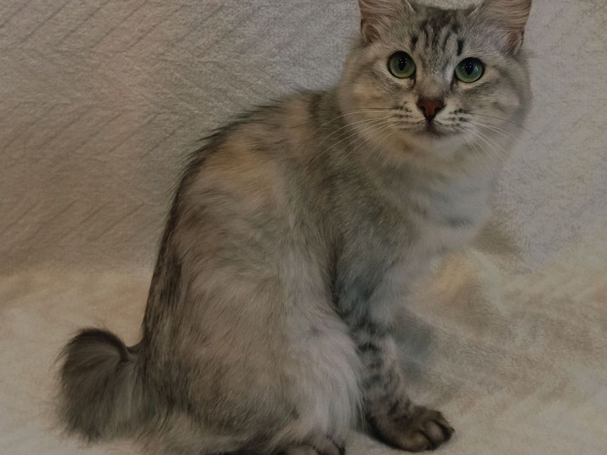 Кошки курильский бобтейл