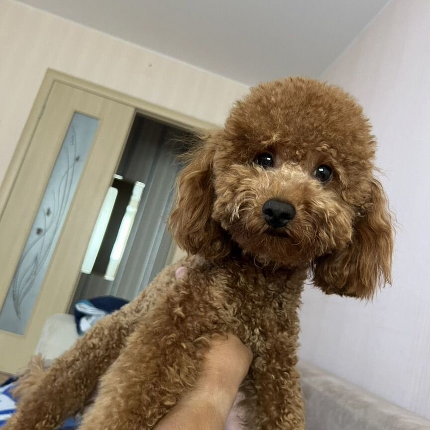 Той-пудель мальчик вязка