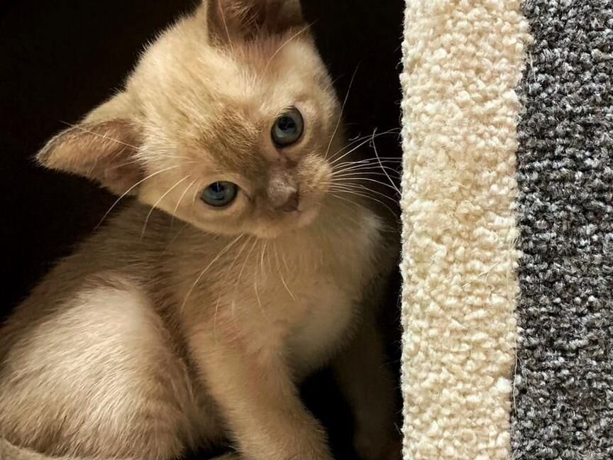 Бурманская кошечка
