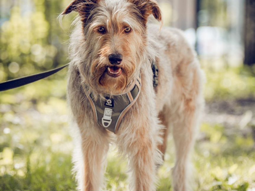 Красивая крупная добрая собака