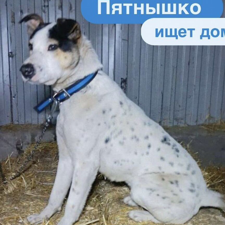 Взрослый пёс в добрые руки