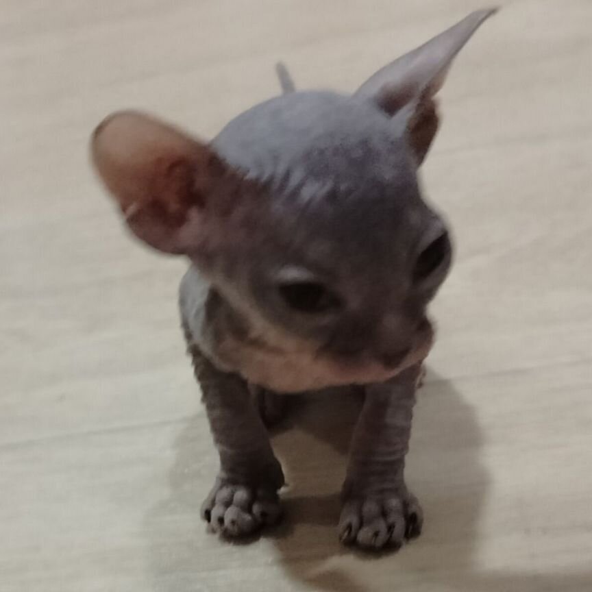 Донской сфинкс котёнок