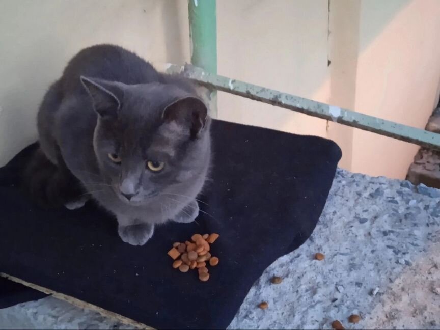 Отдам супермага ласкогого котика в добрые руки